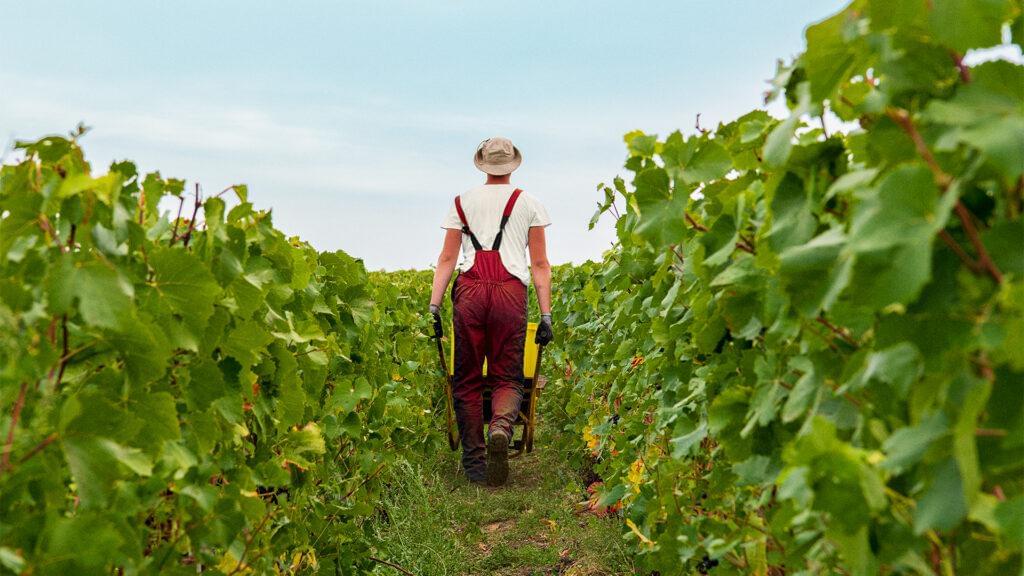 G.H.Mumm – G.H.Mumm Champagne House